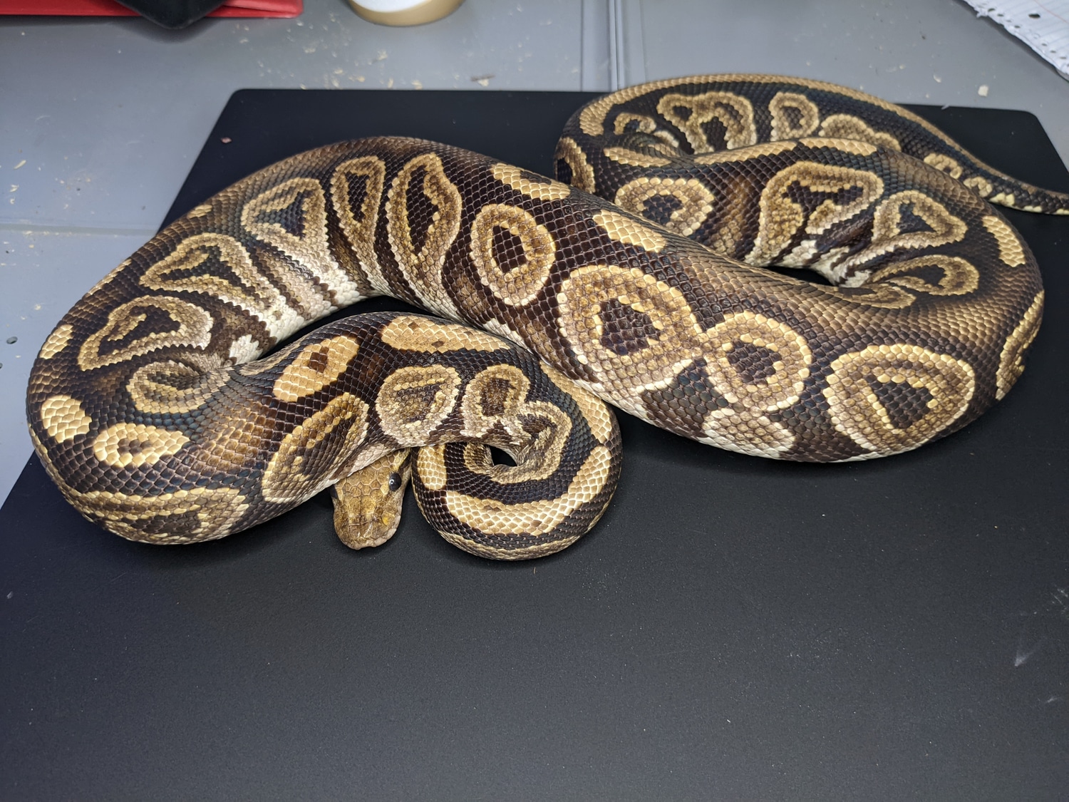 Black Pastel Het Hypo Ball Python by Semper Reptiles - MorphMarket