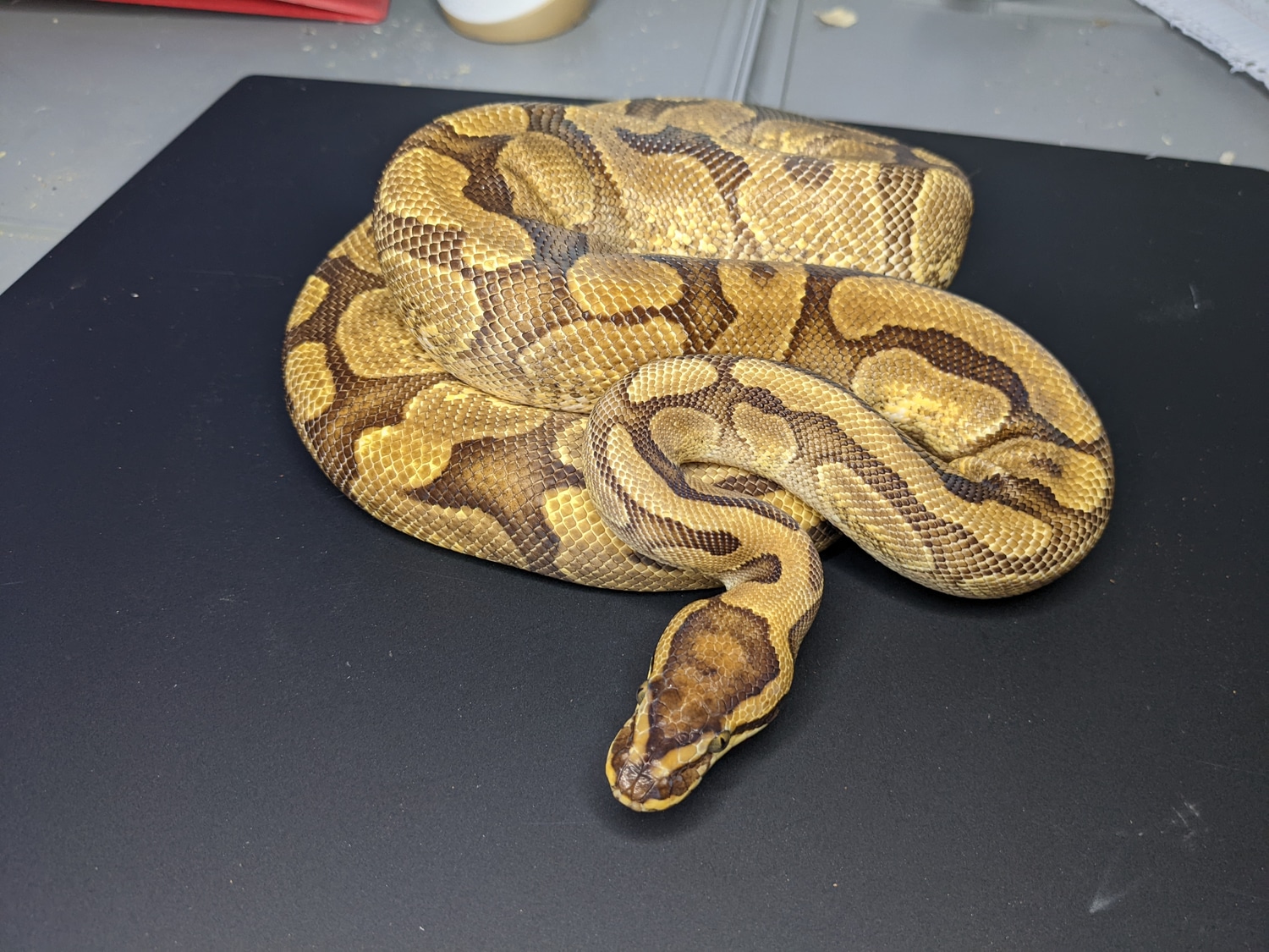 Red Stripe YB Enchi Ball Python by Semper Reptiles - MorphMarket