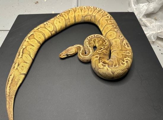 Pastel Sunset Het Hypo Ball Python by Semper Reptiles