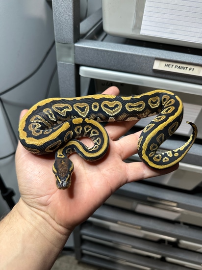 Blackhead Spotnose DH Hypo Clown Ball Python by Semper Reptiles
