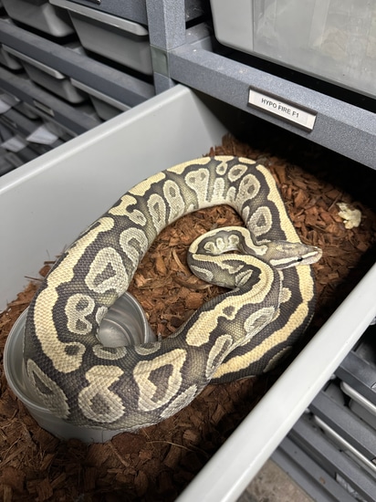 Hypo Fire Ball Python by Semper Reptiles