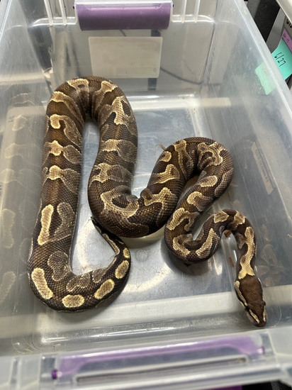 GHI Enchi Het Hypo Ball Python by Semper Reptiles