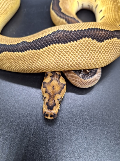 Super Blade Clown Ball Python by Army Vet W/ Balls