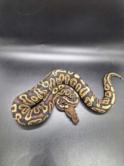 Super Trick Male Ball Python by Army Vet W/ Balls