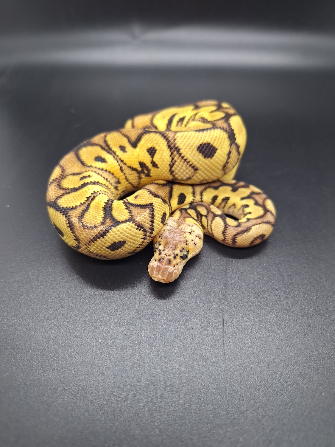 Pastel YB Clown Ball Python by Army Vet W/ Balls - MorphMarket