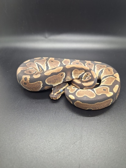 Joliff Tiger Ball Python by Army Vet W/ Balls