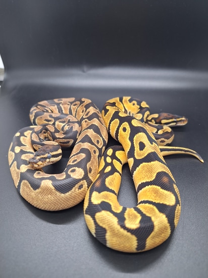 Super Orange Dream Ball Python by Army Vet W/ Balls