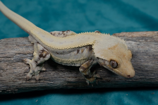 Lilly White (High End) Crested Gecko by Addit Geckos