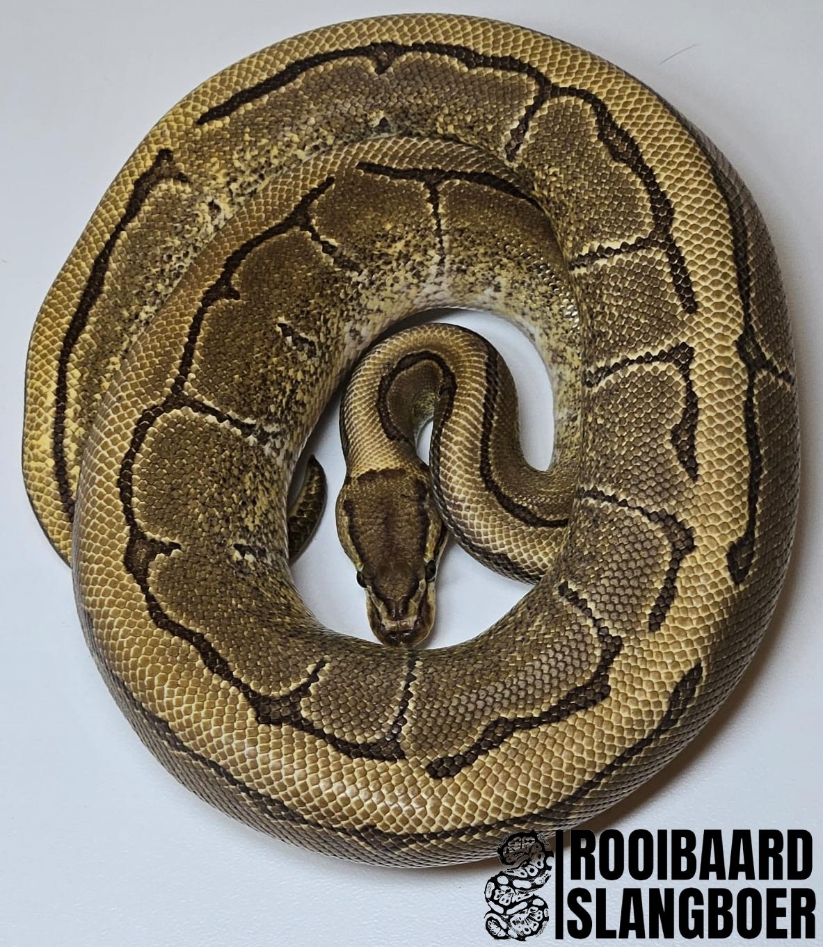 Enchi Pinstripe Ball Python by Rooibaard Slangboer - MorphMarket