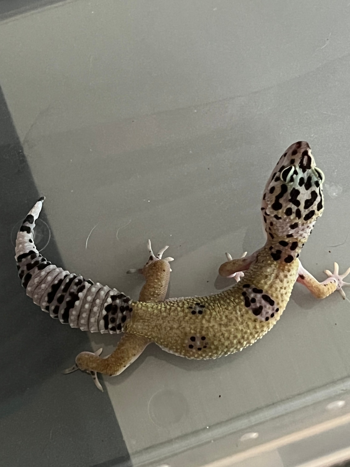 Mack Snow Leopard Gecko by Gecko Girls Exotics - MorphMarket