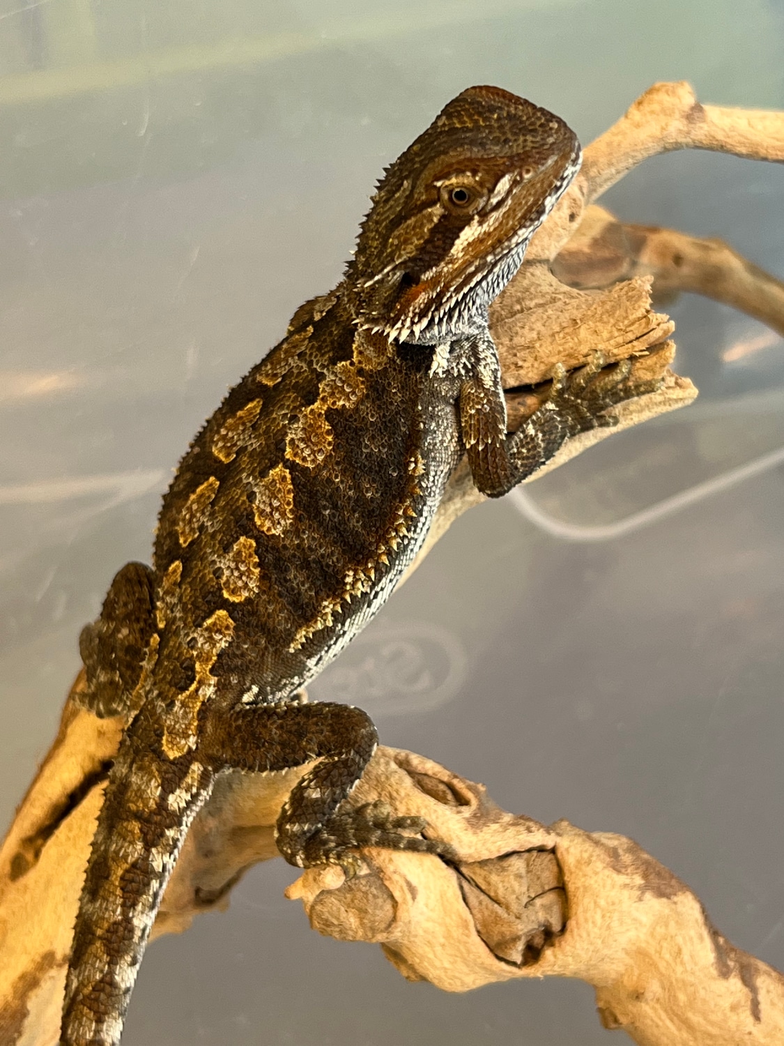 100% Het Hypo 100% Het Translucent Pos Import Pos Orange Pos Paradox ...