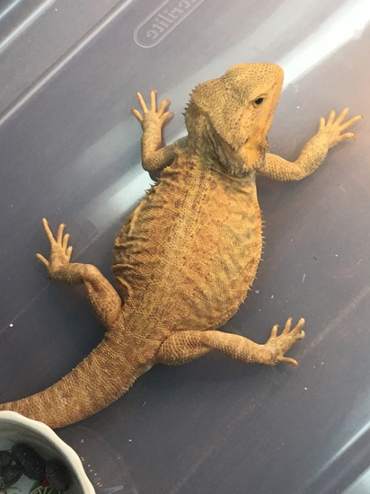 Hypo Trans Leatherback Het Wero Central Bearded Dragon by Gecko Girls ...