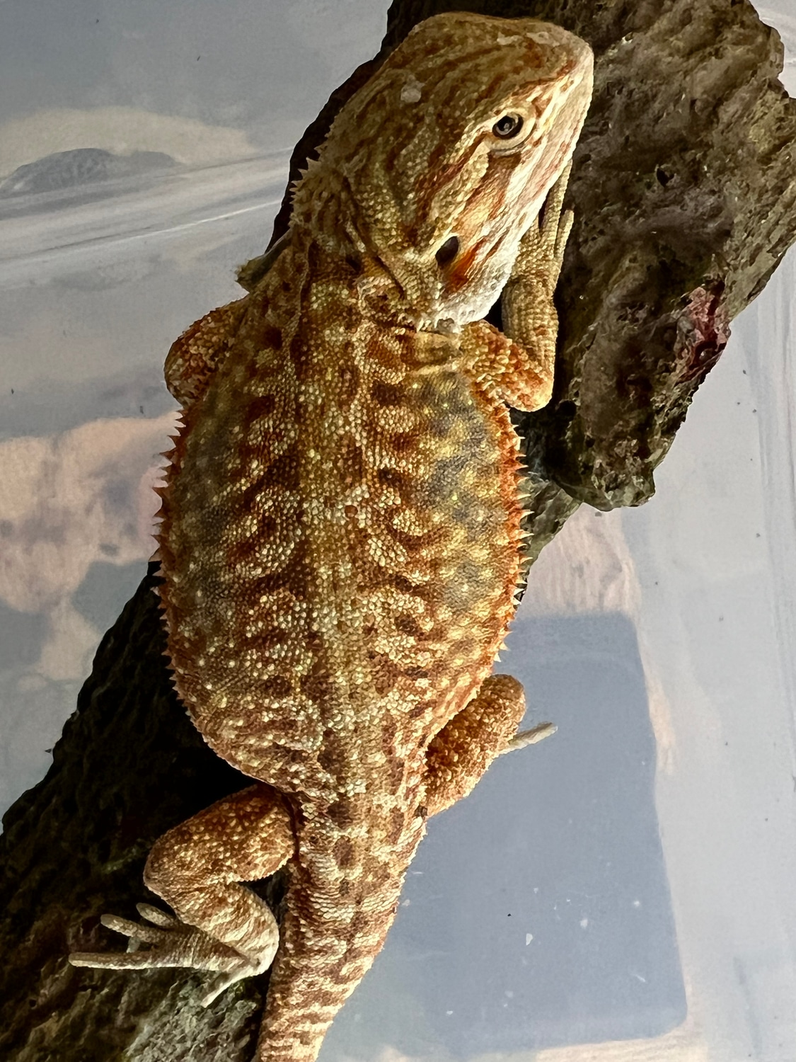 Gecko Girls Exotics's Collection - MorphMarket