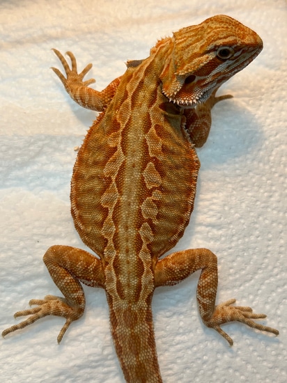 Hypo Leatherback Het Translucent Het Witblits Het Zero Central Bearded ...