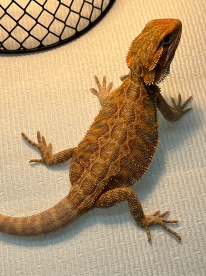 Hypo Leatherback Het Trans 66% Zero/Witblit Central Bearded Dragon by ...