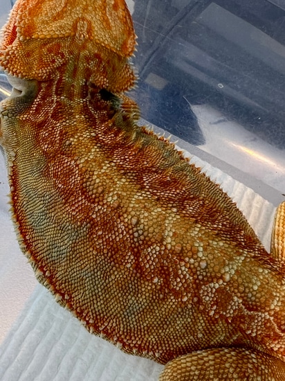 Hypo Leatherback Het Trans 50%Witblit/Zero Central Bearded Dragon by ...