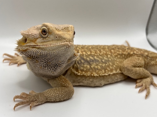 Hypo Leatherback Dunner Het Translucent Het Witblits Het Zero Central ...