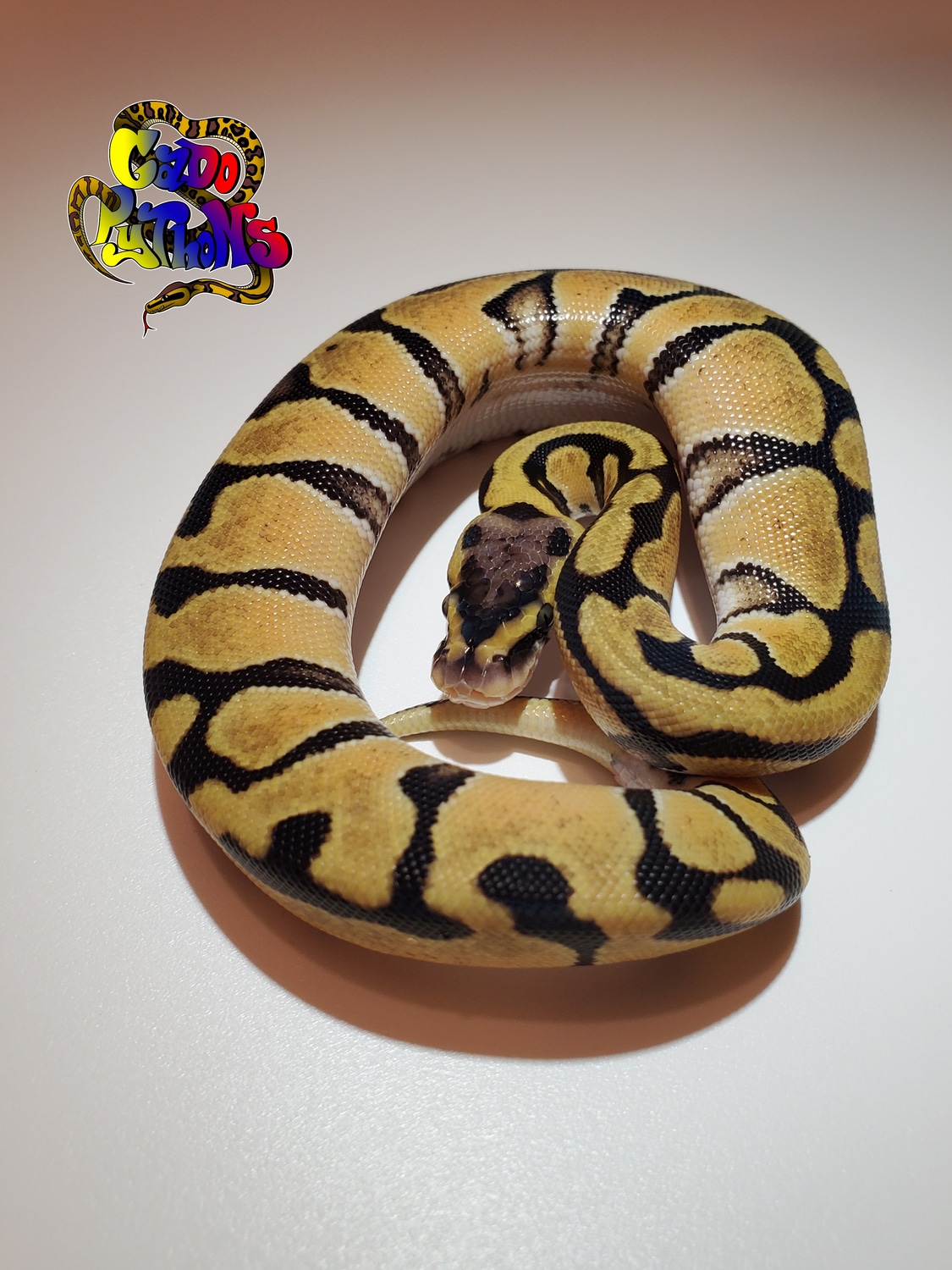 Firefly Yellowbelly Enchi 50%het Clown Ball Python by Gado Pythons ...
