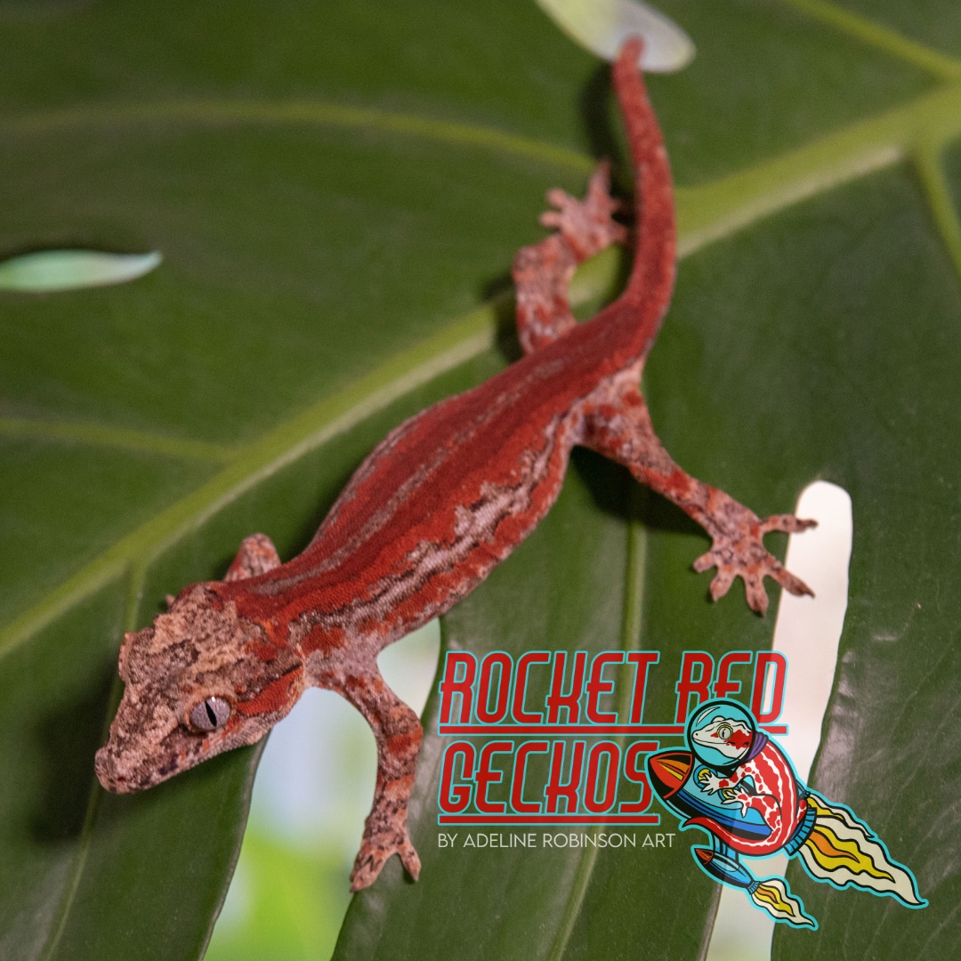 Rocket Red Stripe Gargoyle Gecko by Adeline Robinson Art - MorphMarket
