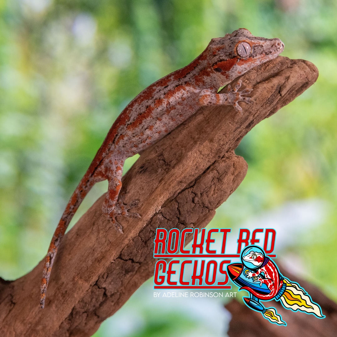 Rocket Red Stripe Gargoyle Gecko by Adeline Robinson Art - MorphMarket