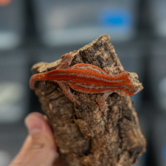 Rocket Red Stripe Gargoyle Gecko by Adeline Robinson Art