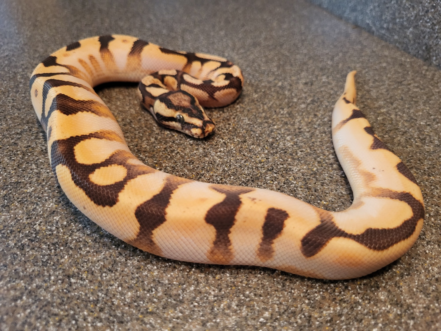 Orange Dream Spotnose Calico Fire Yellowbelly Ball Python by Kai's Pets ...