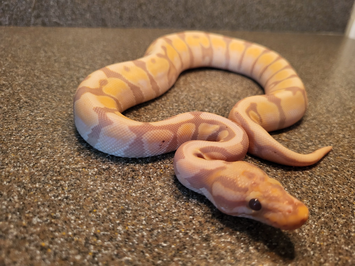 Banana Spotnose Orange Dream Ball Python by Kai's Pets - MorphMarket