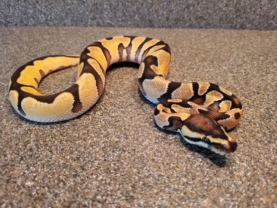 Orange Dream Calico Ball Python by Kai's Pets