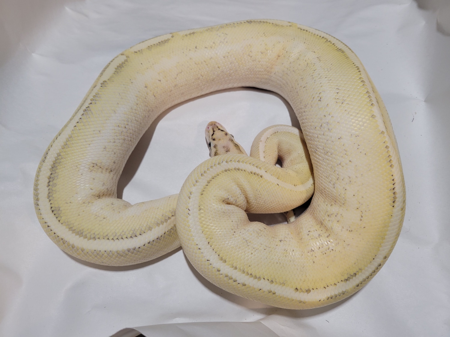 Puma Ball Python by Devin's Serpents - MorphMarket