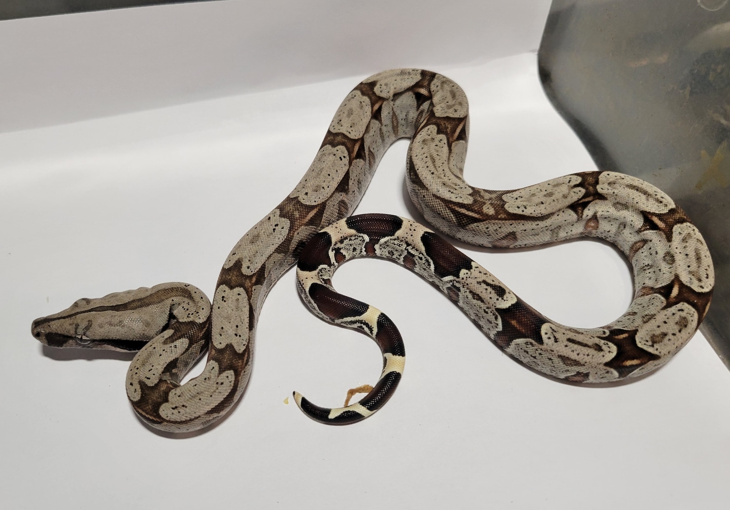 Suriname True Red-tailed Boa Constrictor by Devin's Serpents - MorphMarket