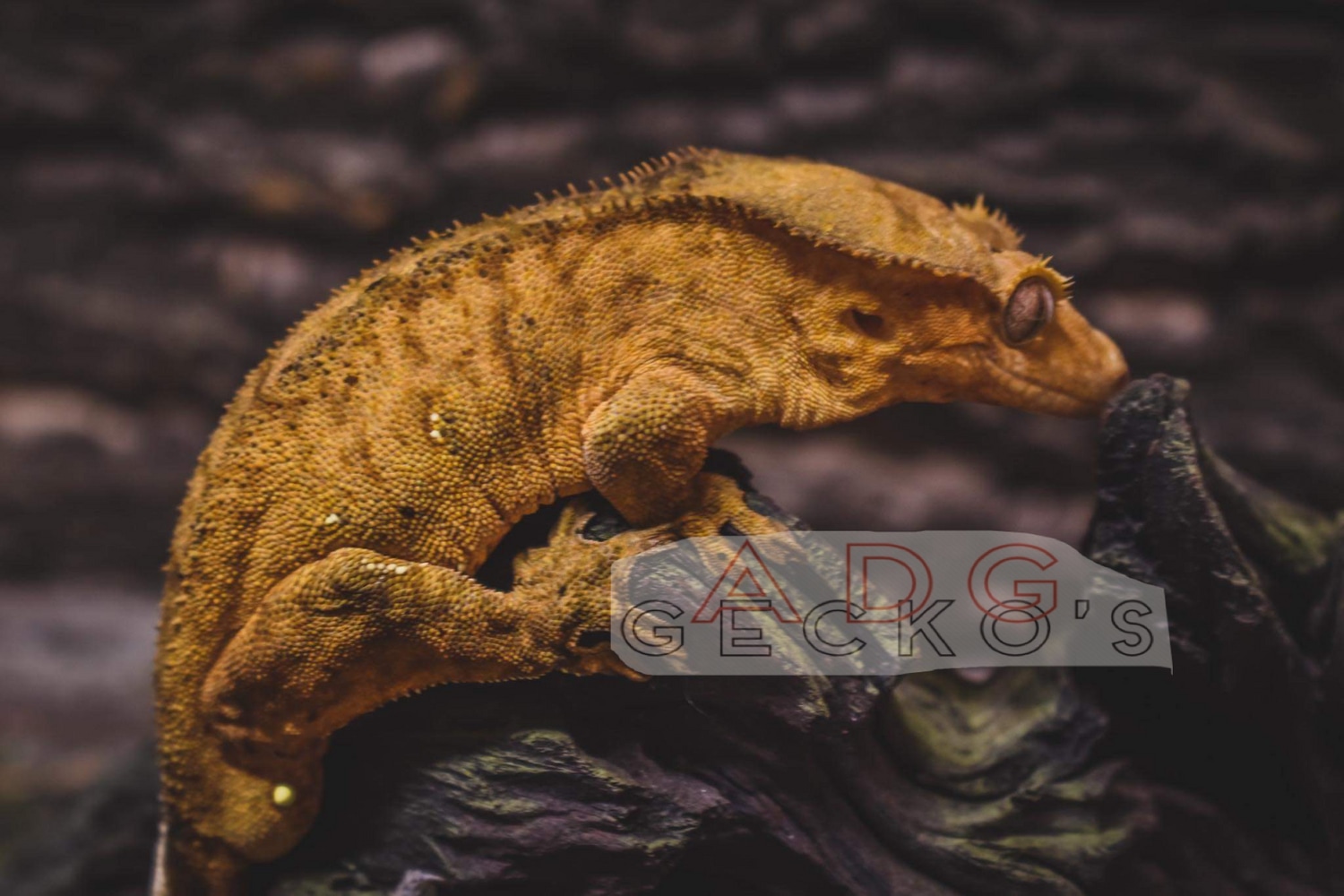 Orange Crested Gecko by ADG Gecko's - MorphMarket