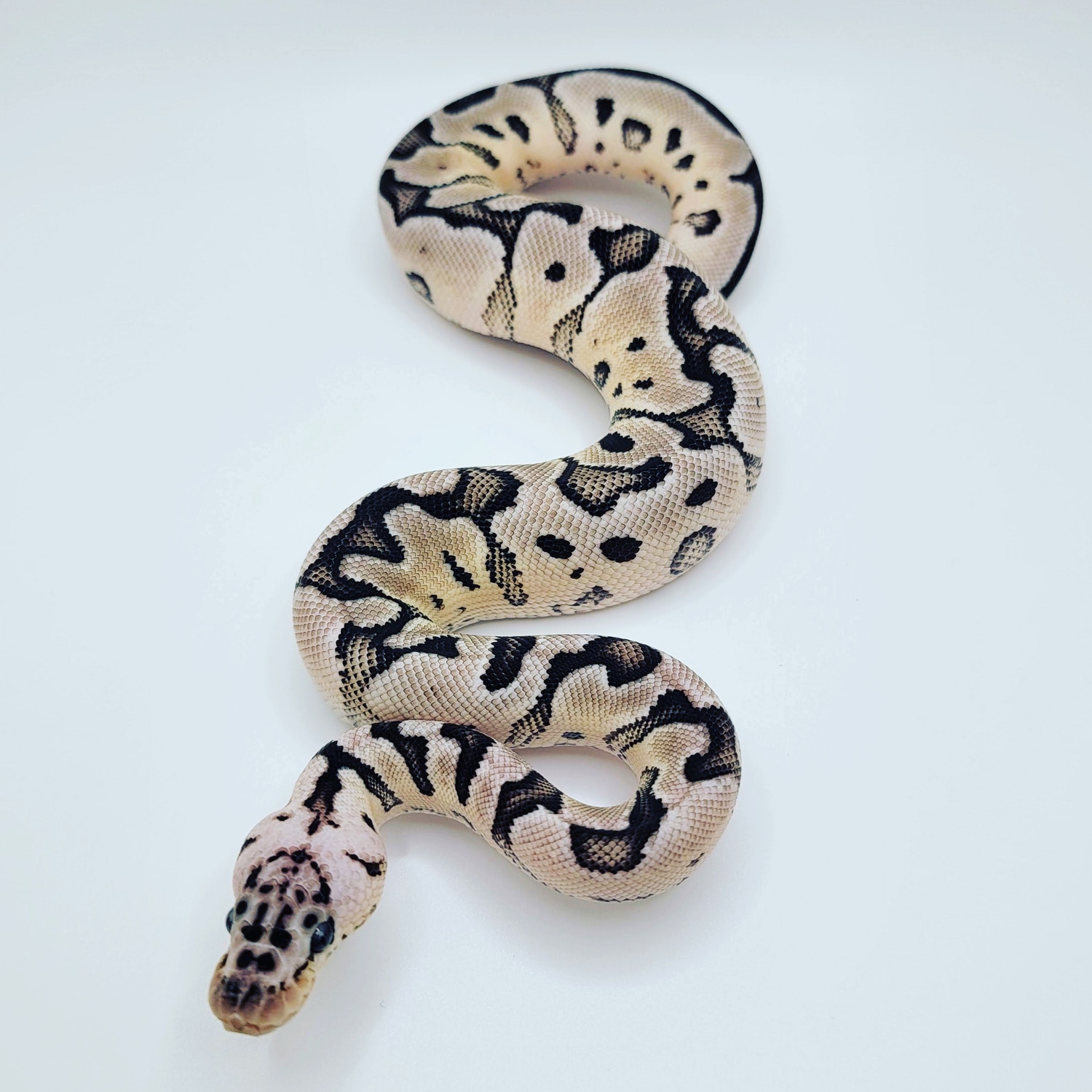Pastel Axanthic TSK Clown Ball Python by A&K Exotics - MorphMarket