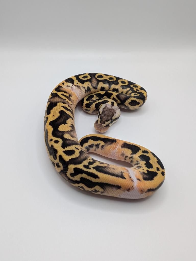 Pastel Leopard Triple Het Desert Ghost/Clown/TSK Axanthic