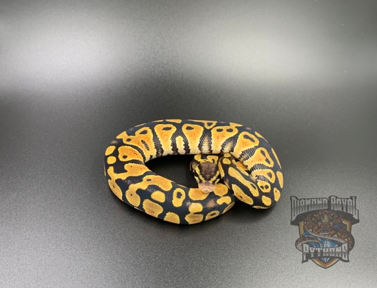 Pastel 100% Het Clown 66% Het TSK Axanthic Ball Python by Diamond Royal ...
