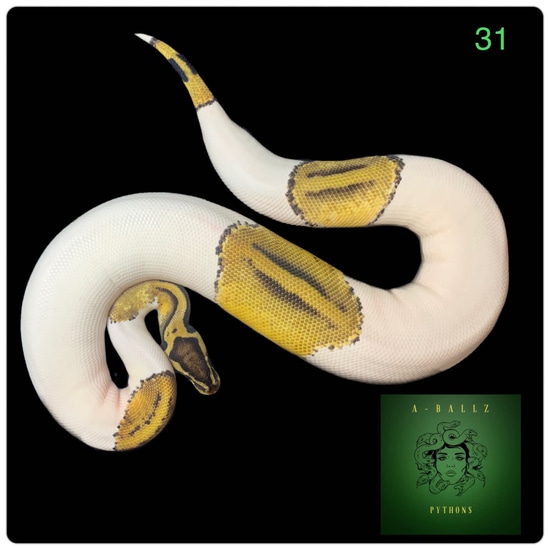 🔥OBO!!!🔥 RTBxPied 100% Double Het Clown Lavender Albino Ball Python by Adkins Ballz
