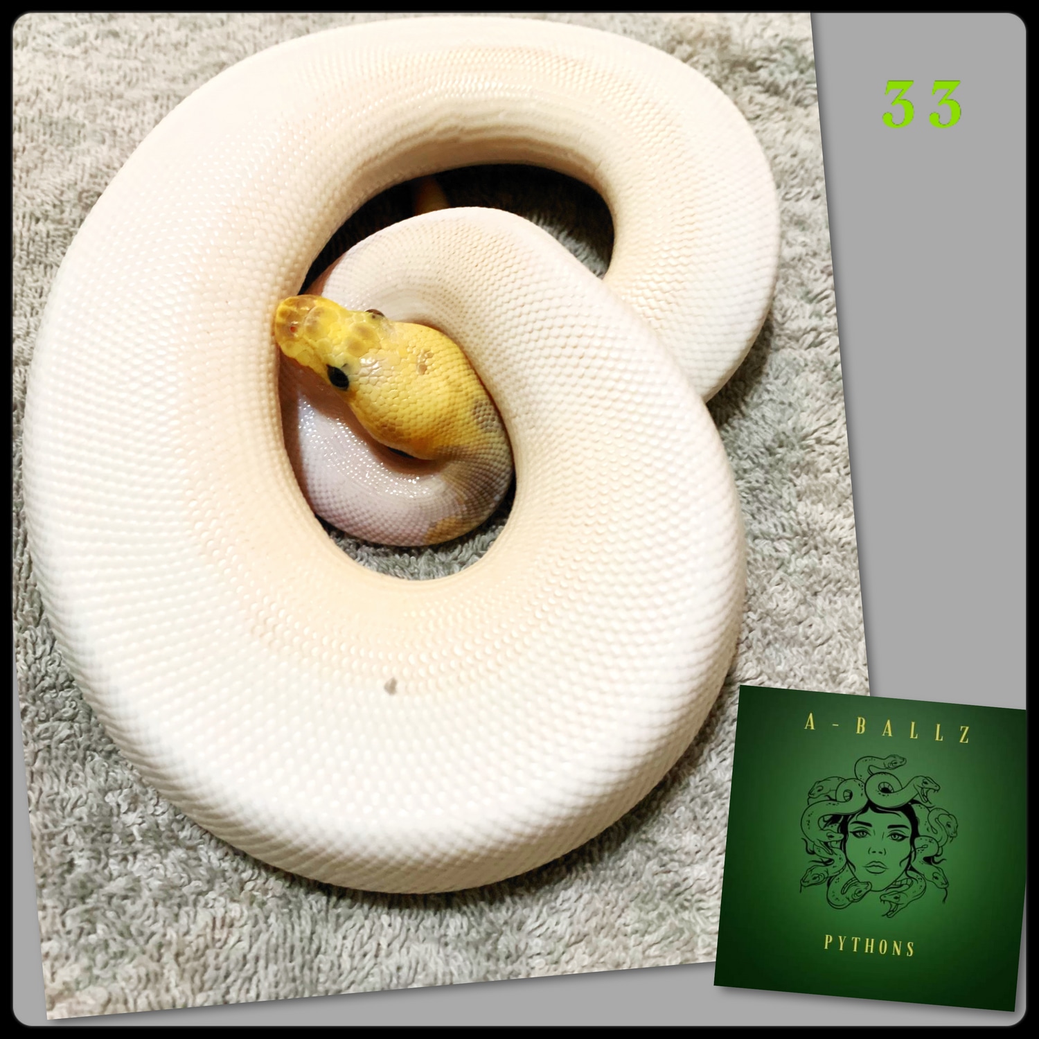 🔥🔥🔥2022 Male 306g Super Pastel Clown Pied Ball Python by Adkins Ballz ...