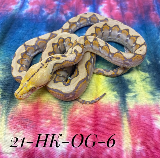 Orange Glow Het Pied Reticulated Python by Elegant Exotics, LLC