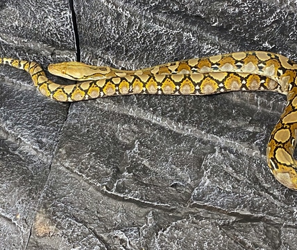 Orange Glow Reticulated Python by Elegant Exotics, LLC - MorphMarket