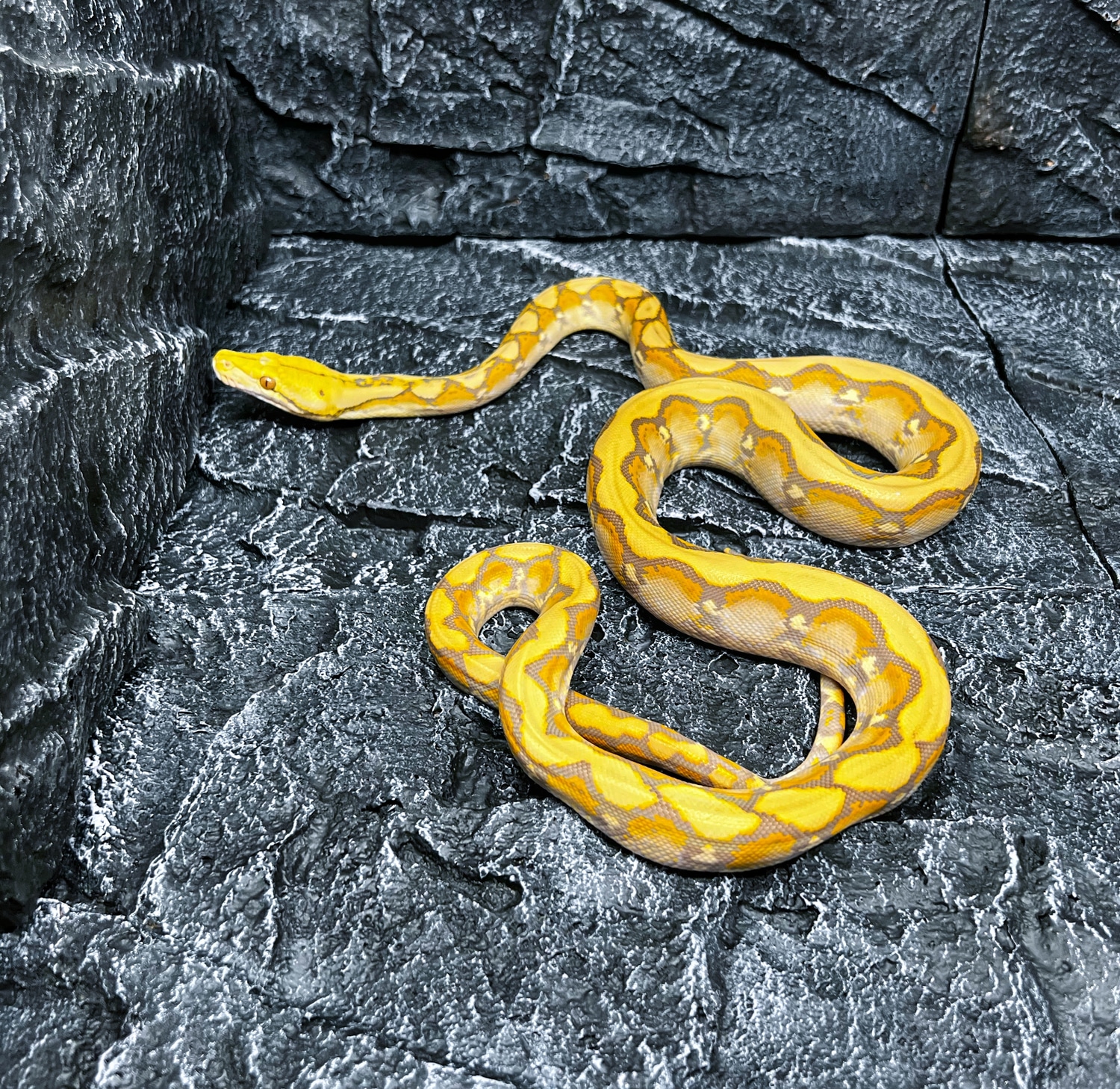 ~FREE Shipping ~ Orange Glow Het Pied Reticulated Python by Elegant ...