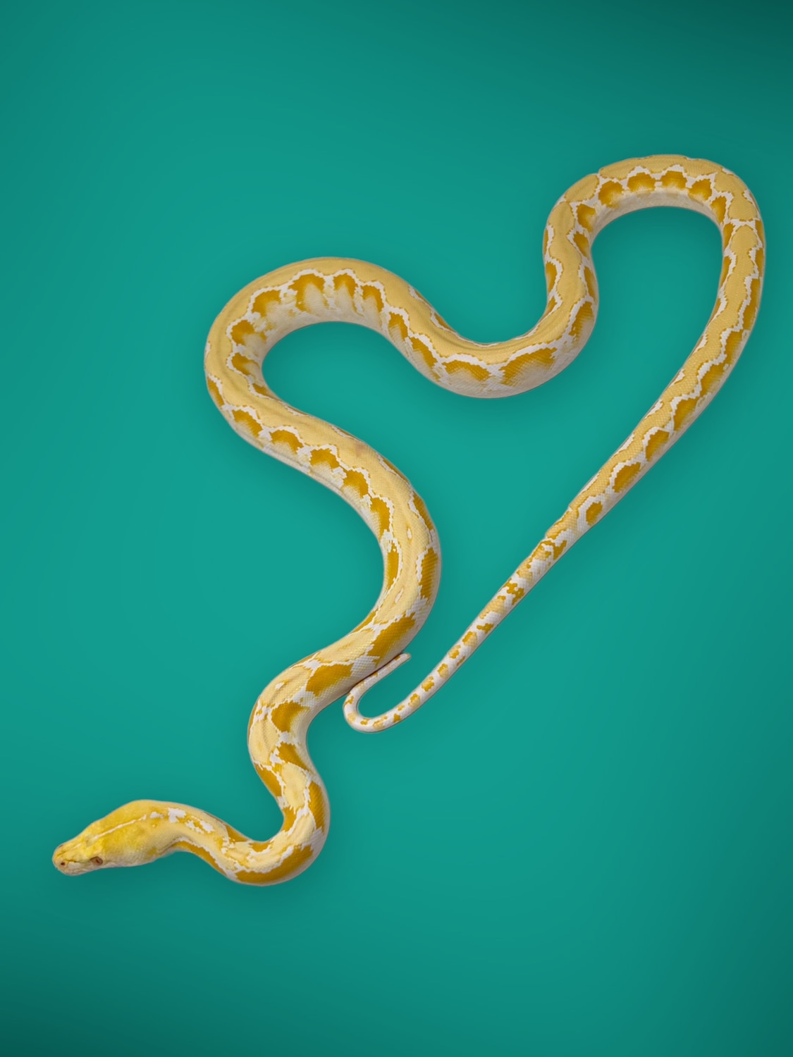 Albino Het Pied Reticulated Python by Elegant Exotics, LLC - MorphMarket