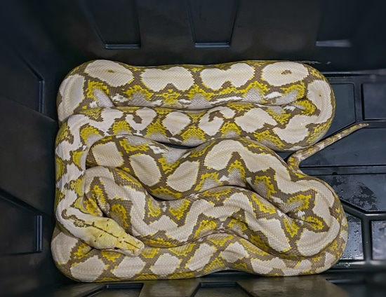 Orange Glow Reticulated Python by Elegant Exotics, LLC