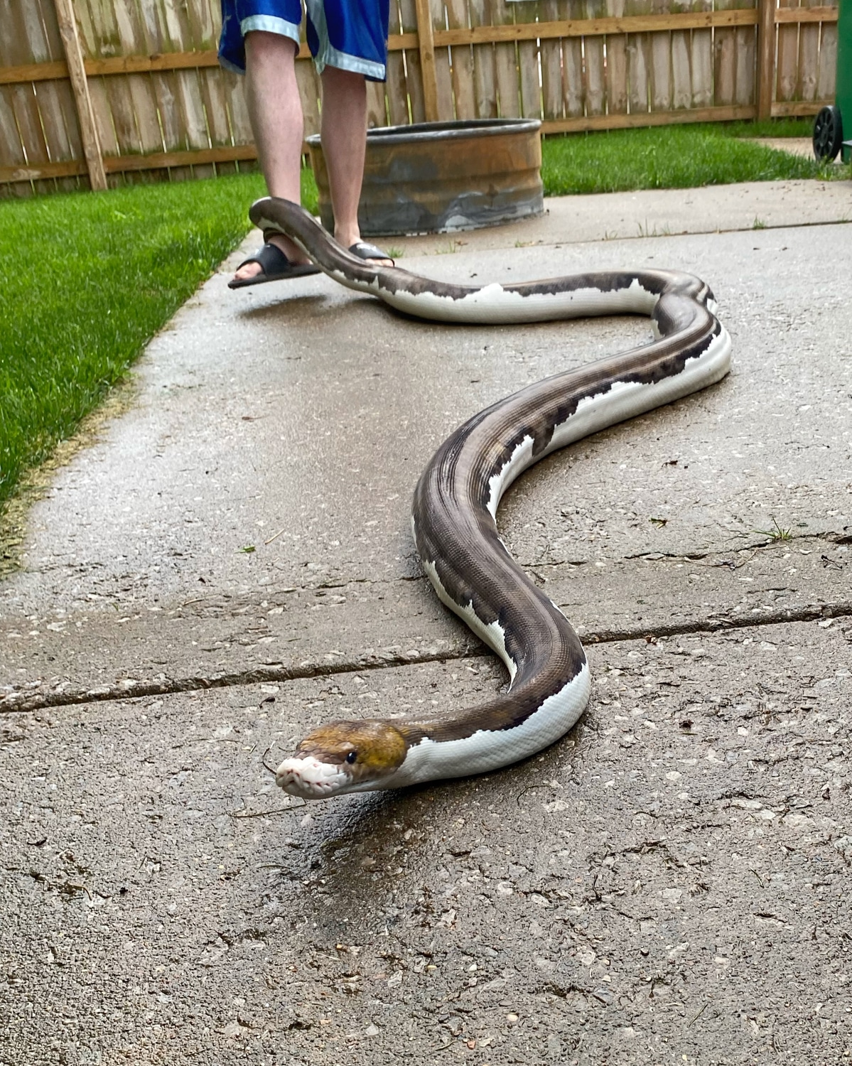 Pied Het White Albino Reticulated Python by Elegant Exotics, LLC ...