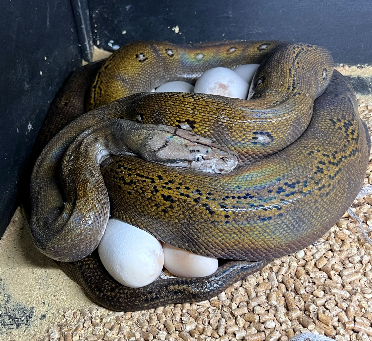 65.63% SD Golden Child Het Purple Ph Anery Reticulated Python by ...