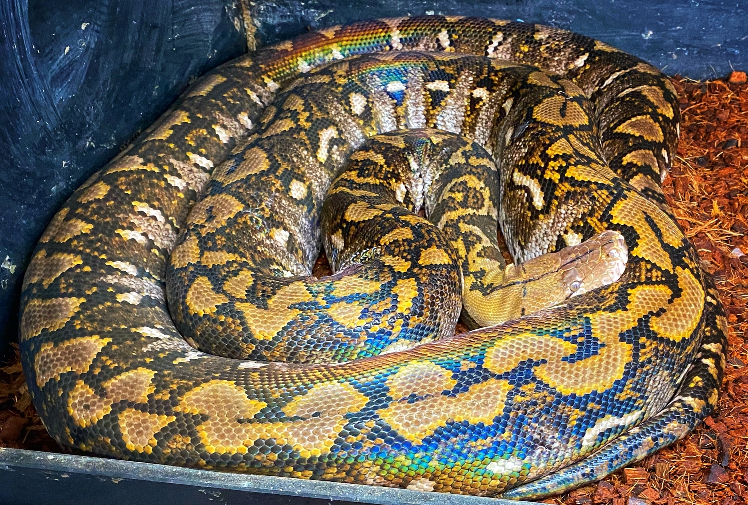 62.5% SD Het Purple Snow Reticulated Python by Elegant Exotics, LLC ...