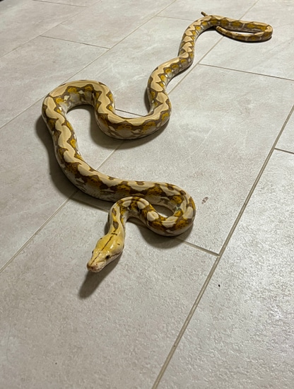 OG Het Pied Reticulated Python by Elegant Exotics, LLC