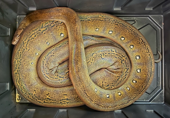 65.63% SD Golden Child Het Purple Ph Anery Reticulated Python by ...