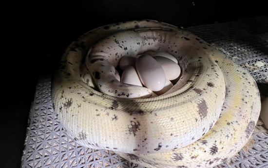 Tiger Cow Reticulated Python by Elegant Exotics, LLC
