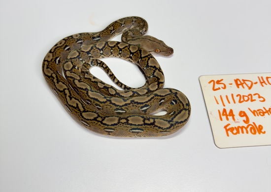 32.82% SD Het OGS Anery Ph Purple Reticulated Python by Elegant Exotics ...