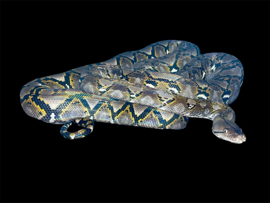 34.38% Kalaotoa Het Carmel Or White Ph Anery Reticulated Python by ...