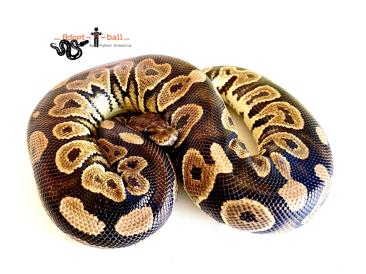 Cinnamon Het. Toffee Ball Python by Adopt-a-ball.com - MorphMarket